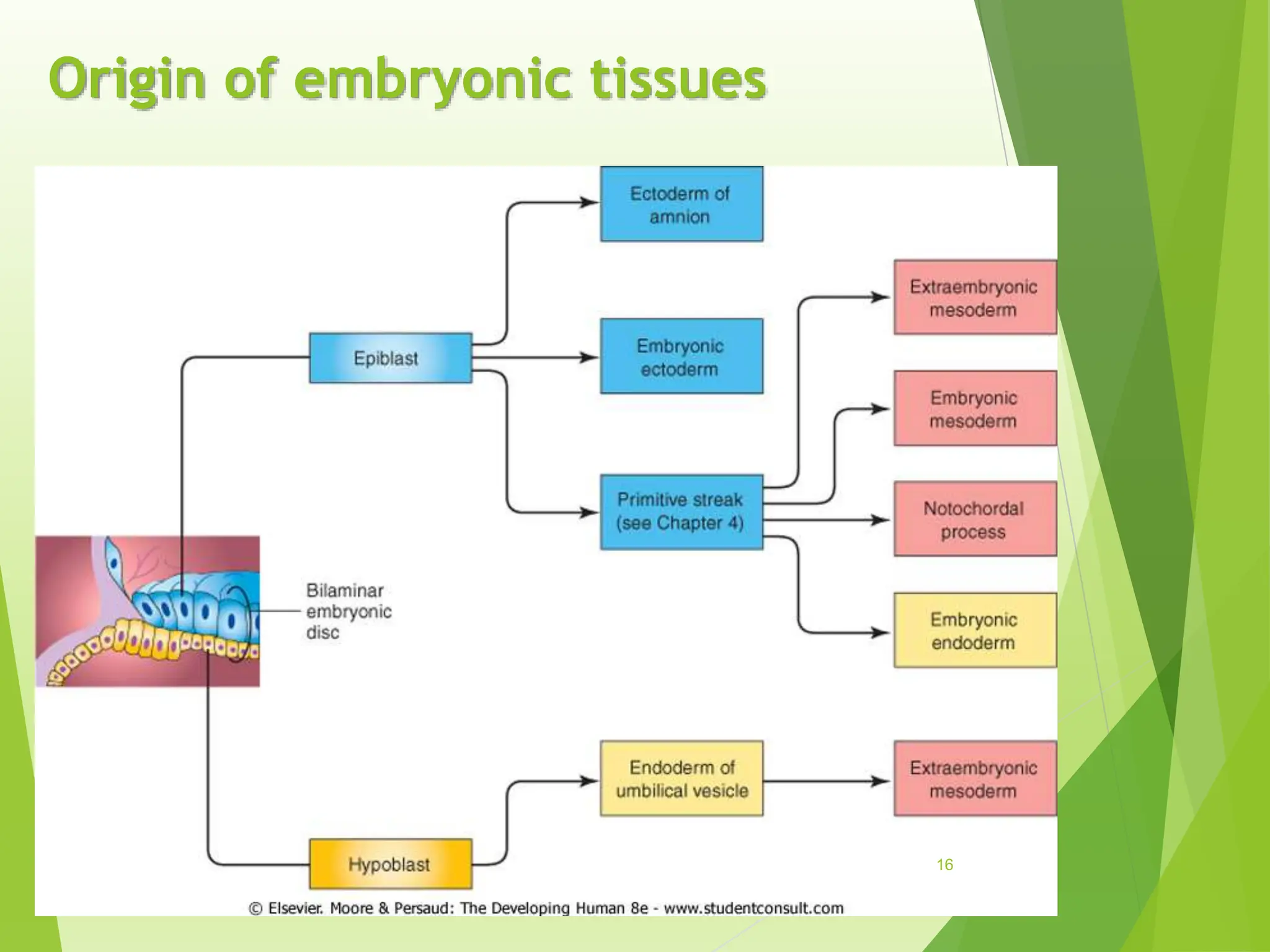 Embryology Gastrulation Neurulation lecture | PPT