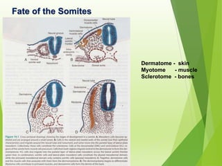 Embryology Gastrulation Neurulation lecture | PDF