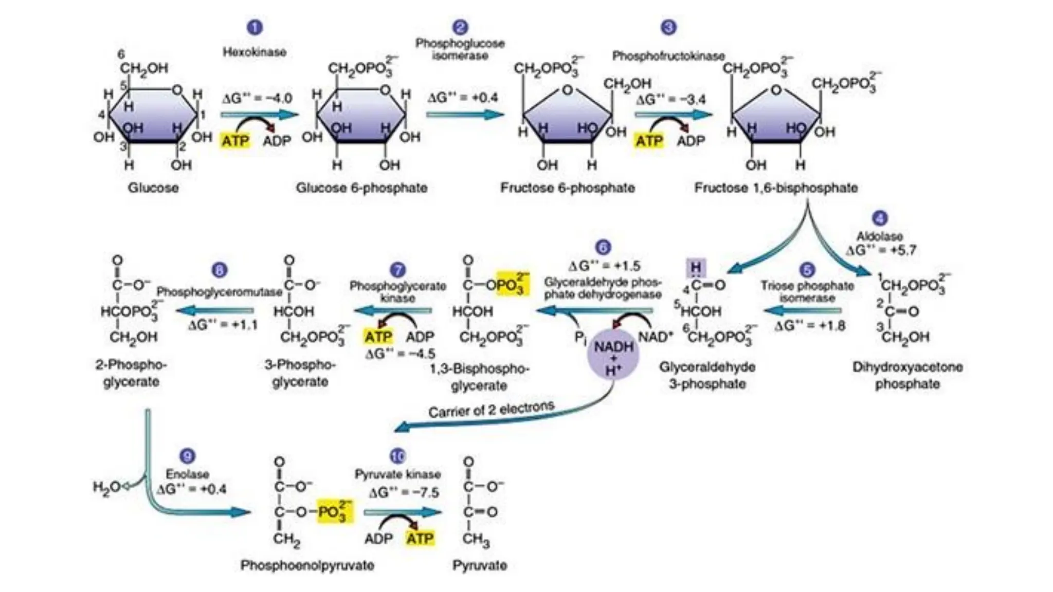 Digestion and absorption of Carbohydrates | PDF
