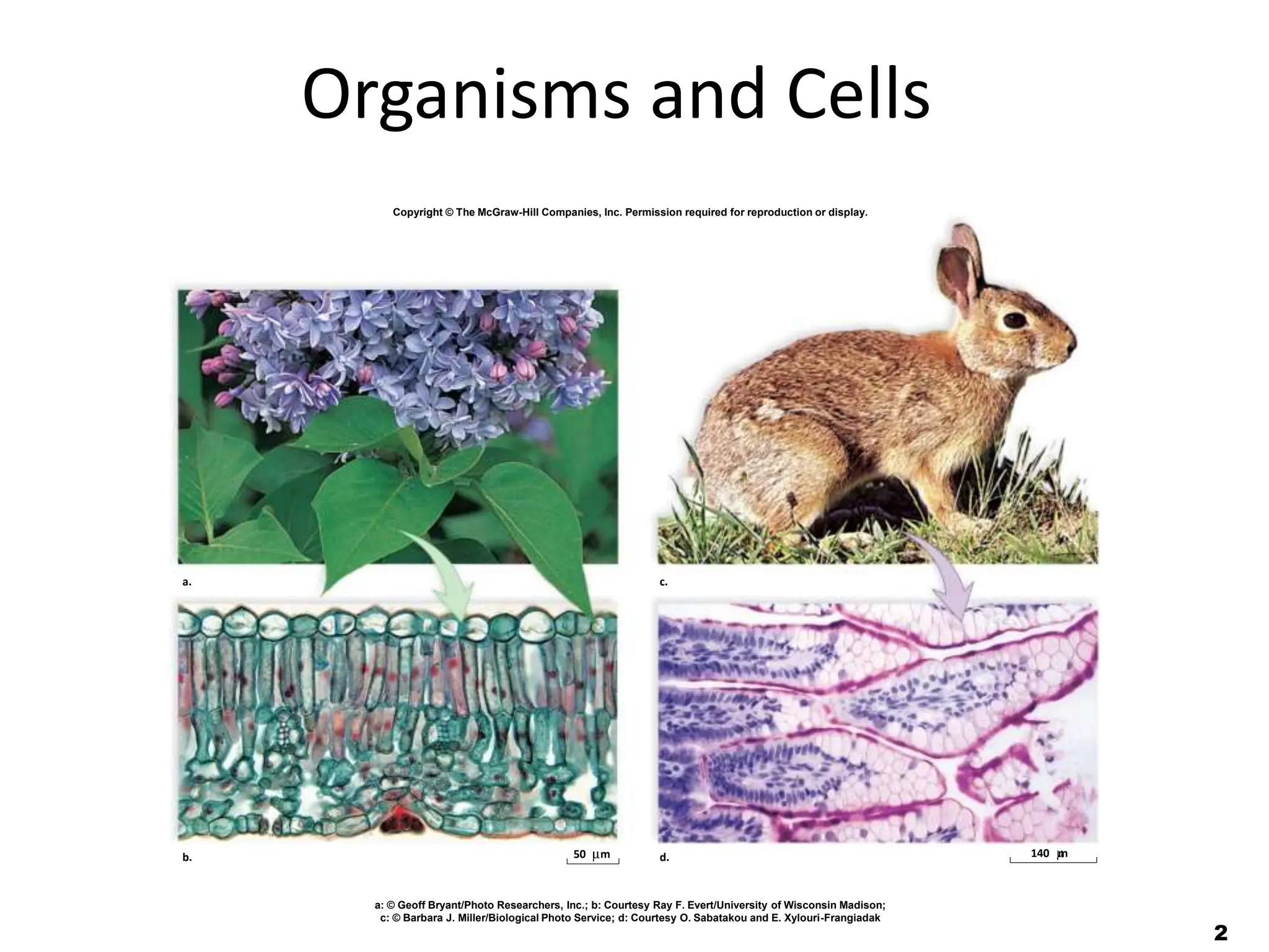 Lect2. Structure and Function of Eukaryotes and Prokaryotes Cell.pptx