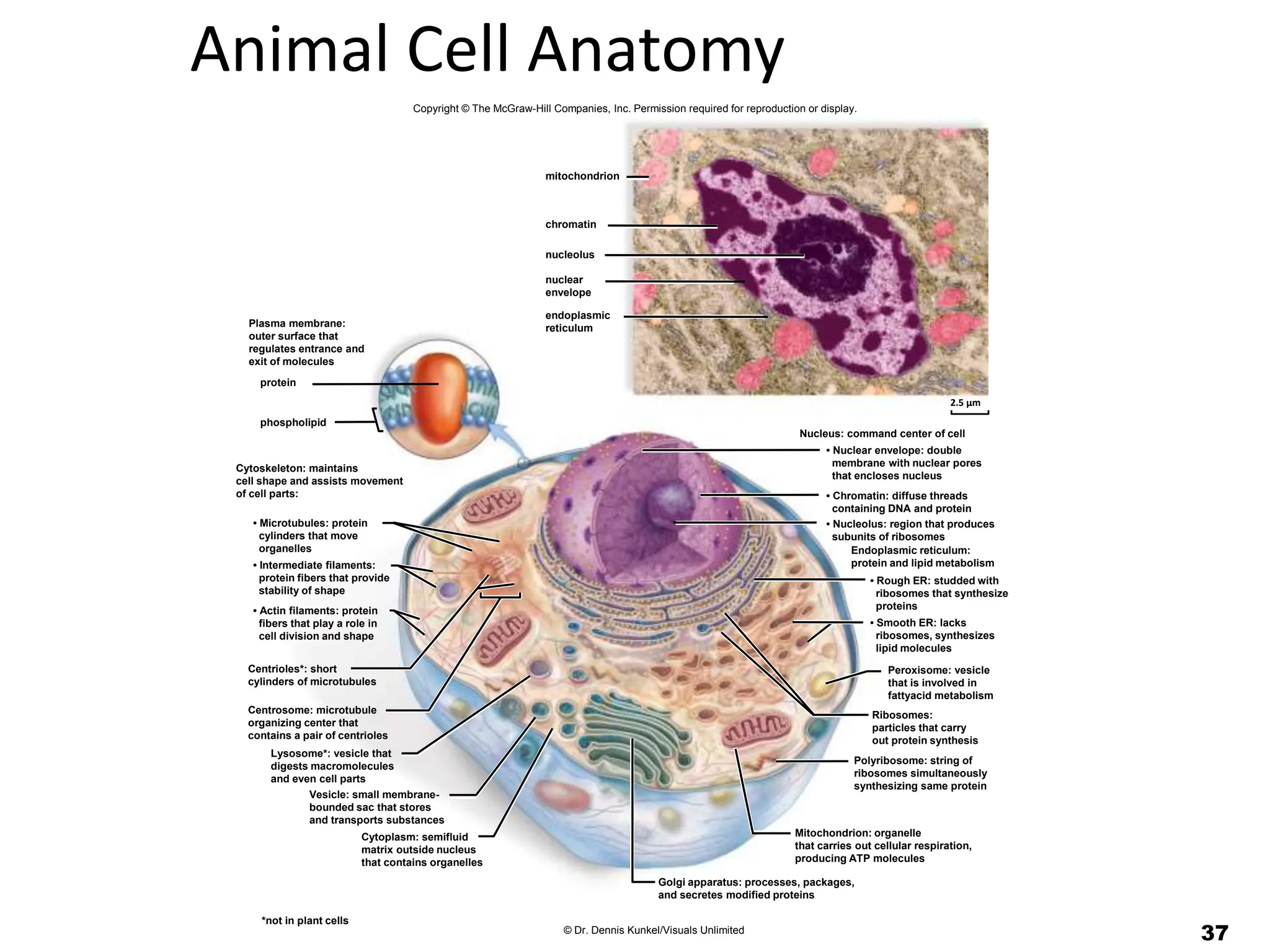 Lect2. Structure and Function of Eukaryotes and Prokaryotes Cell.pptx