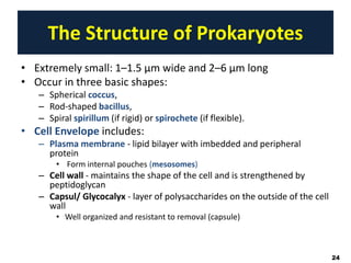Lect2. Structure and Function of Eukaryotes and Prokaryotes Cell.pptx