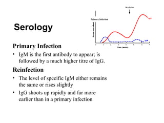 Lect 2 laboratory diagnosis of viral infections | PPT | Infectious ...