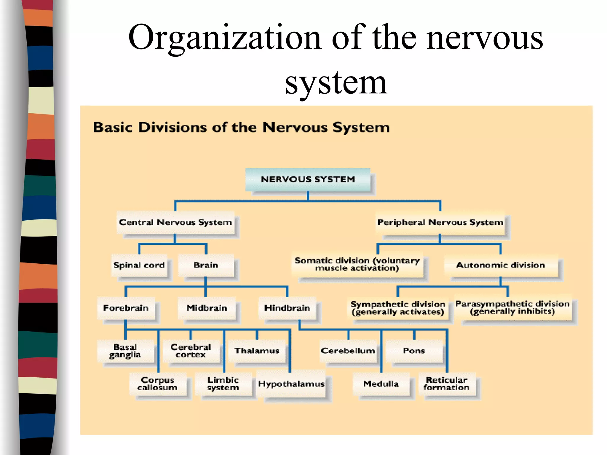 Artificial Neural Networks Lect2: Neurobiology & Architectures of ANNS ...