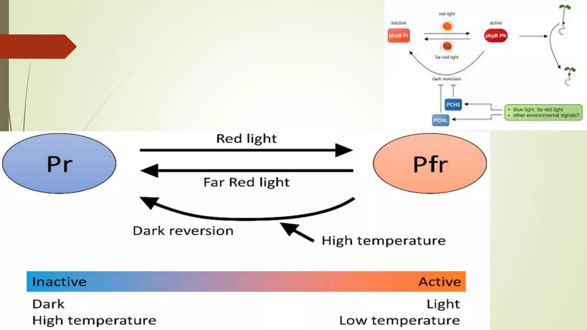Photoperiodism | PPTX