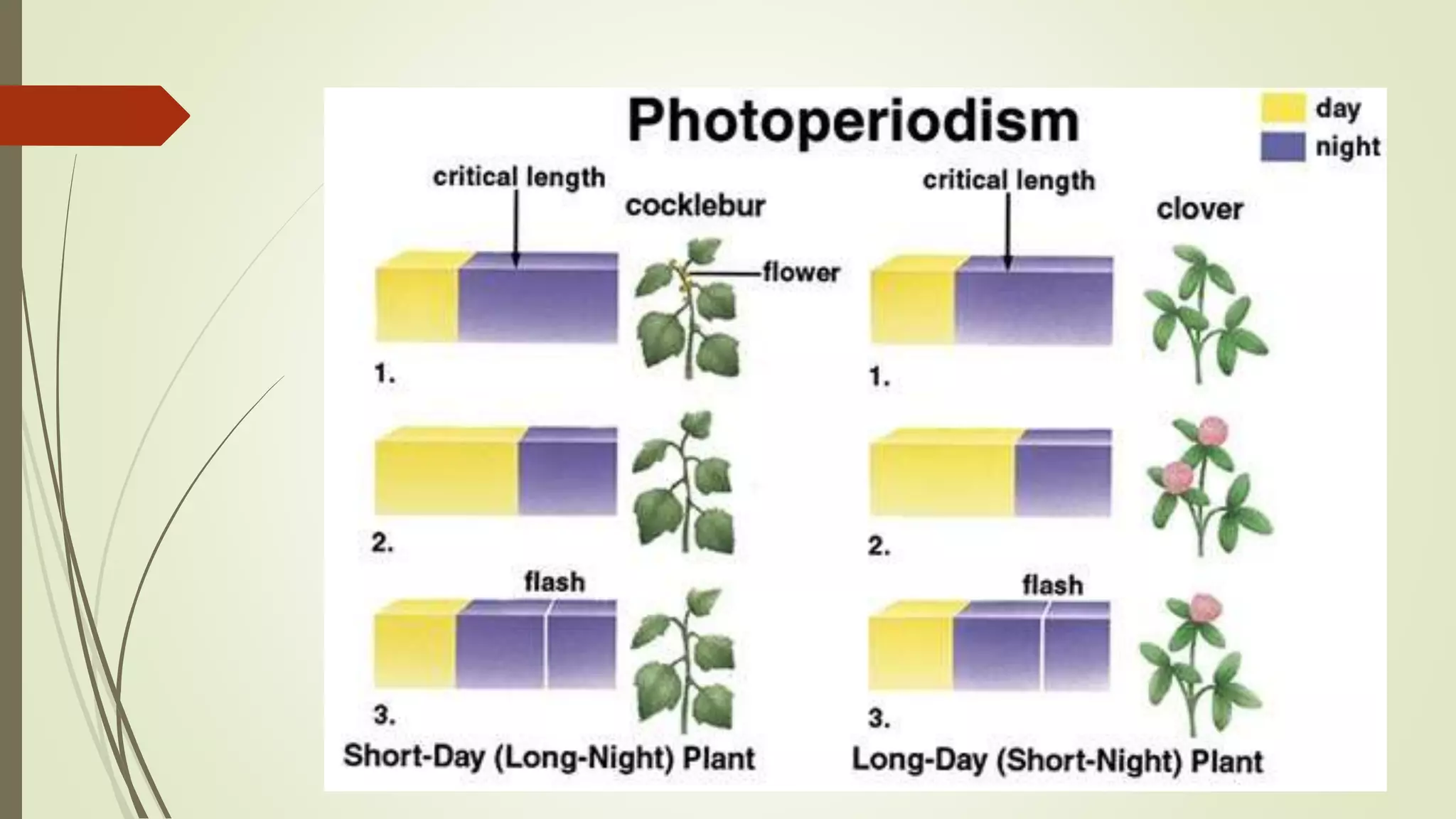 Photoperiodism | PPTX