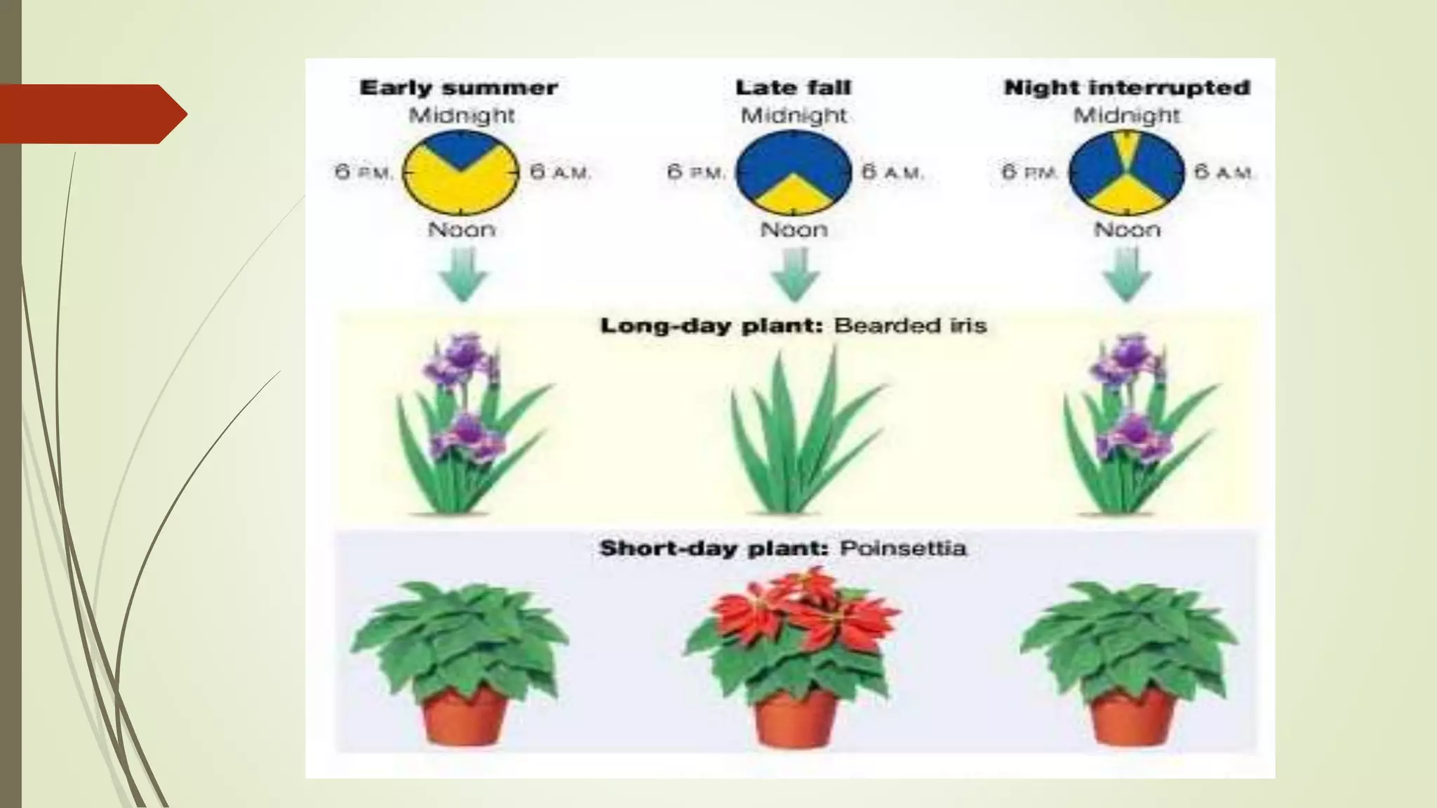 Photoperiodism | PPTX