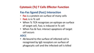 Lect 2 cells of immune system rmc 2016 | PPT