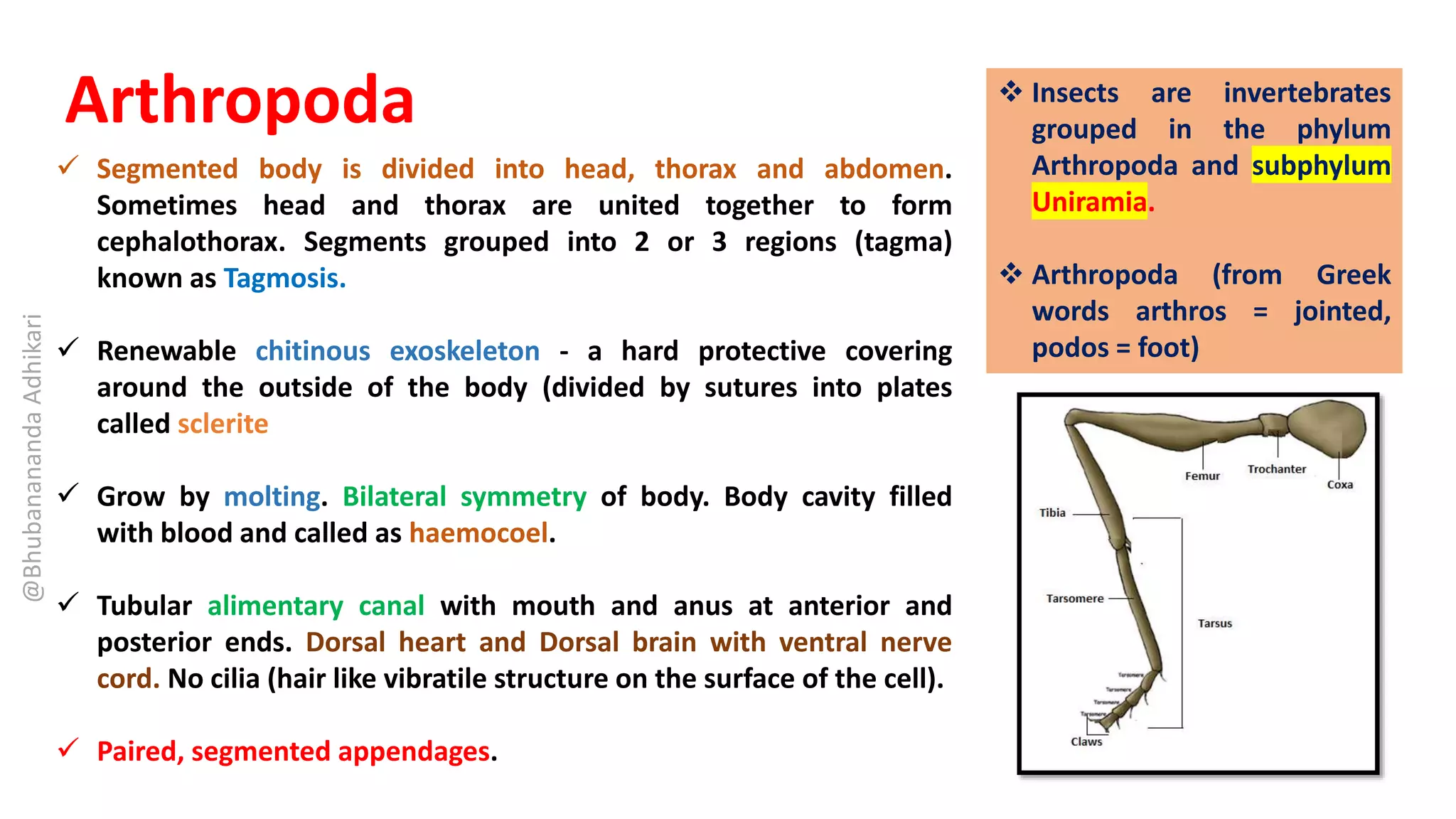 Classes of Arthropoda ppt | PPTX