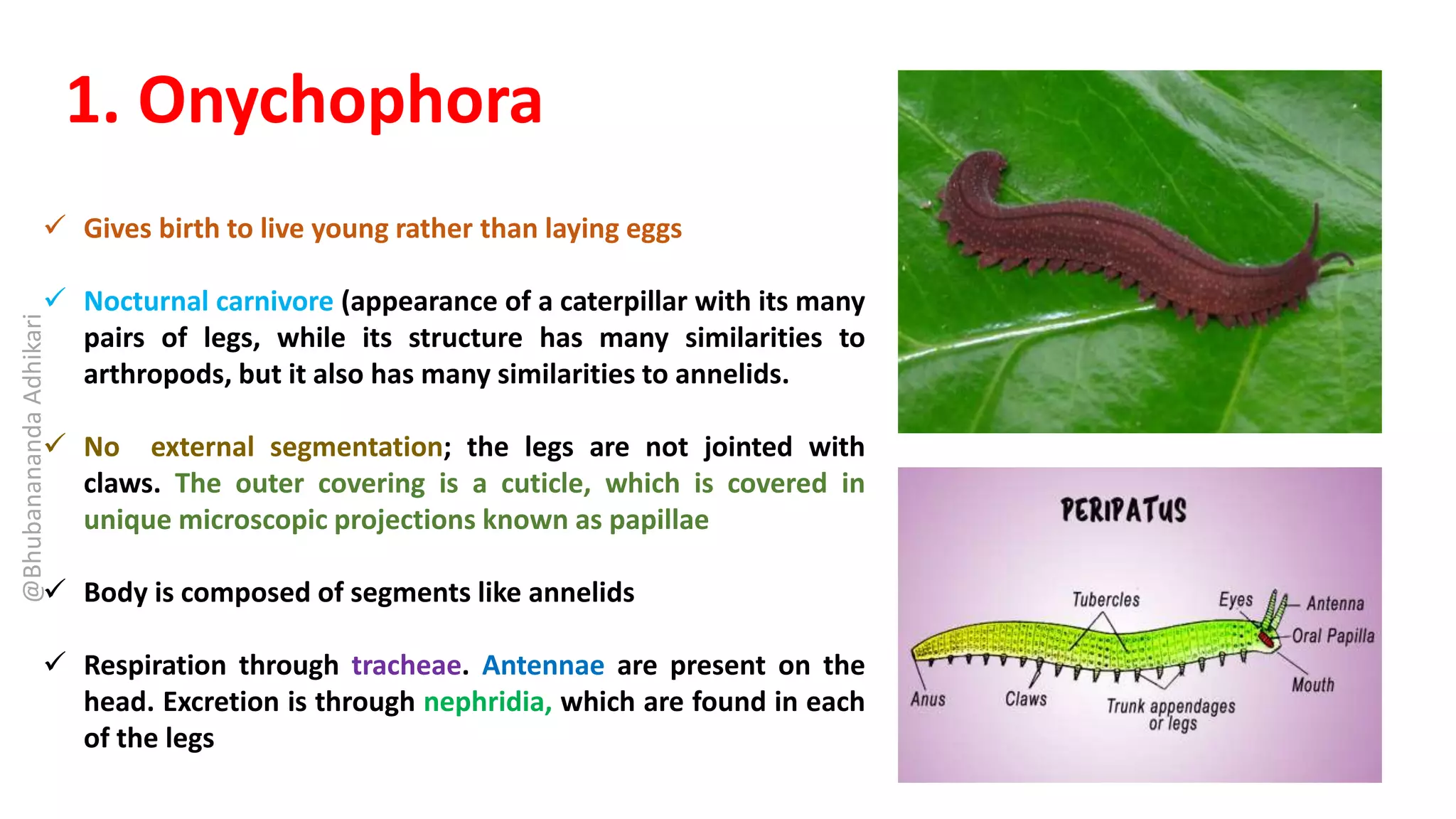 Classes of Arthropoda ppt | PPTX