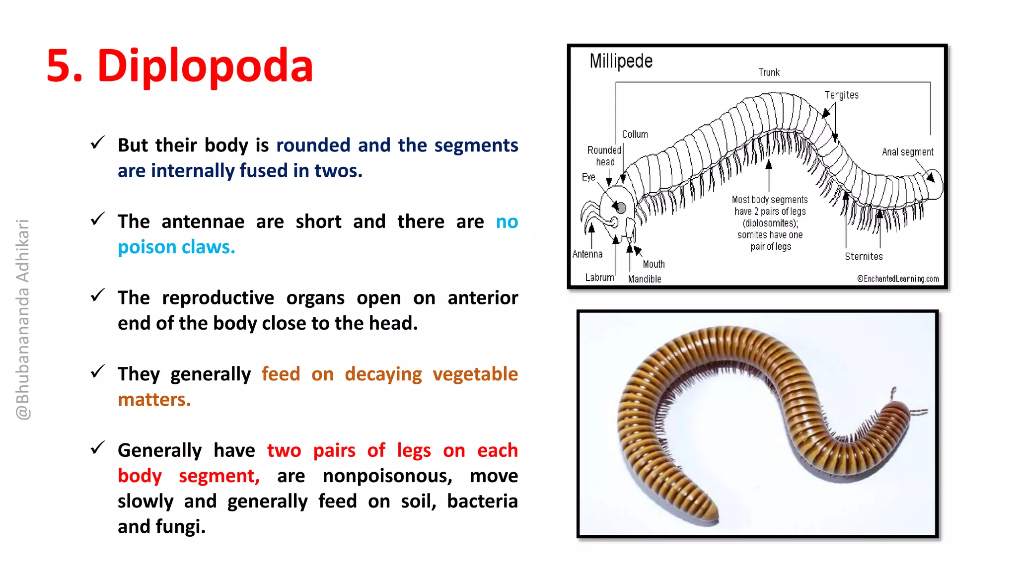 Classes of Arthropoda ppt | PPTX