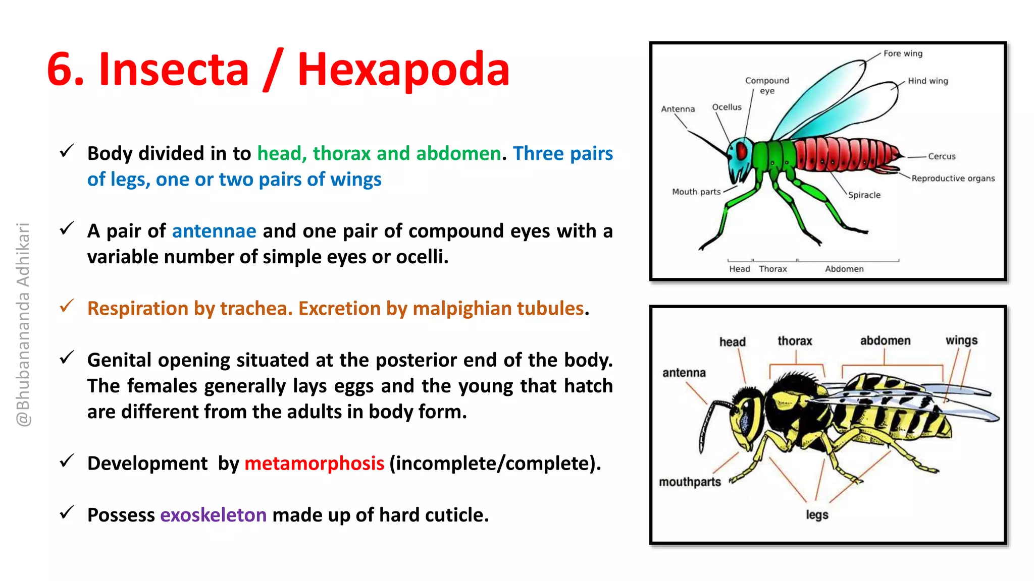Classes of Arthropoda ppt | PPTX
