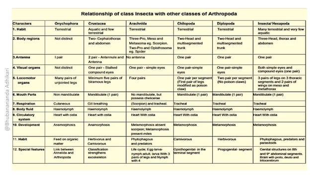 Classes of Arthropoda ppt | PPTX | Biological Sciences | Science