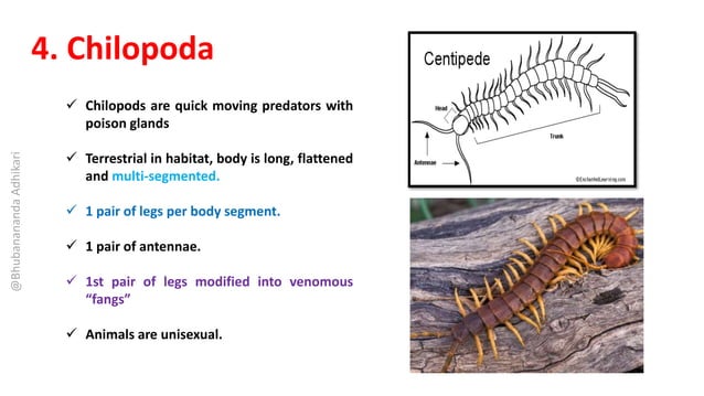Classes of Arthropoda ppt | PPTX | Biological Sciences | Science