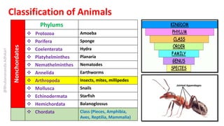 Phylum Arthropoda Classes