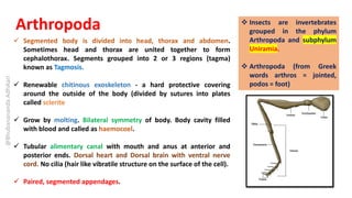 Phylum Arthropoda Classes