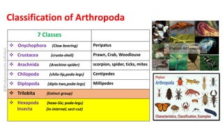 Phylum Arthropoda Classes