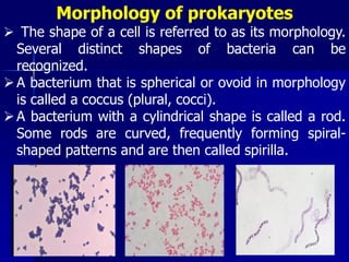 Prokaryotic cell (structure and function) | PDF