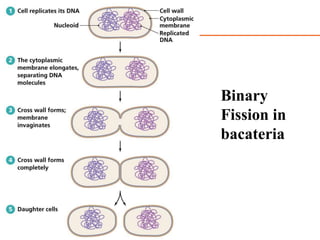 Lect 2 Microbial Growth.ppt