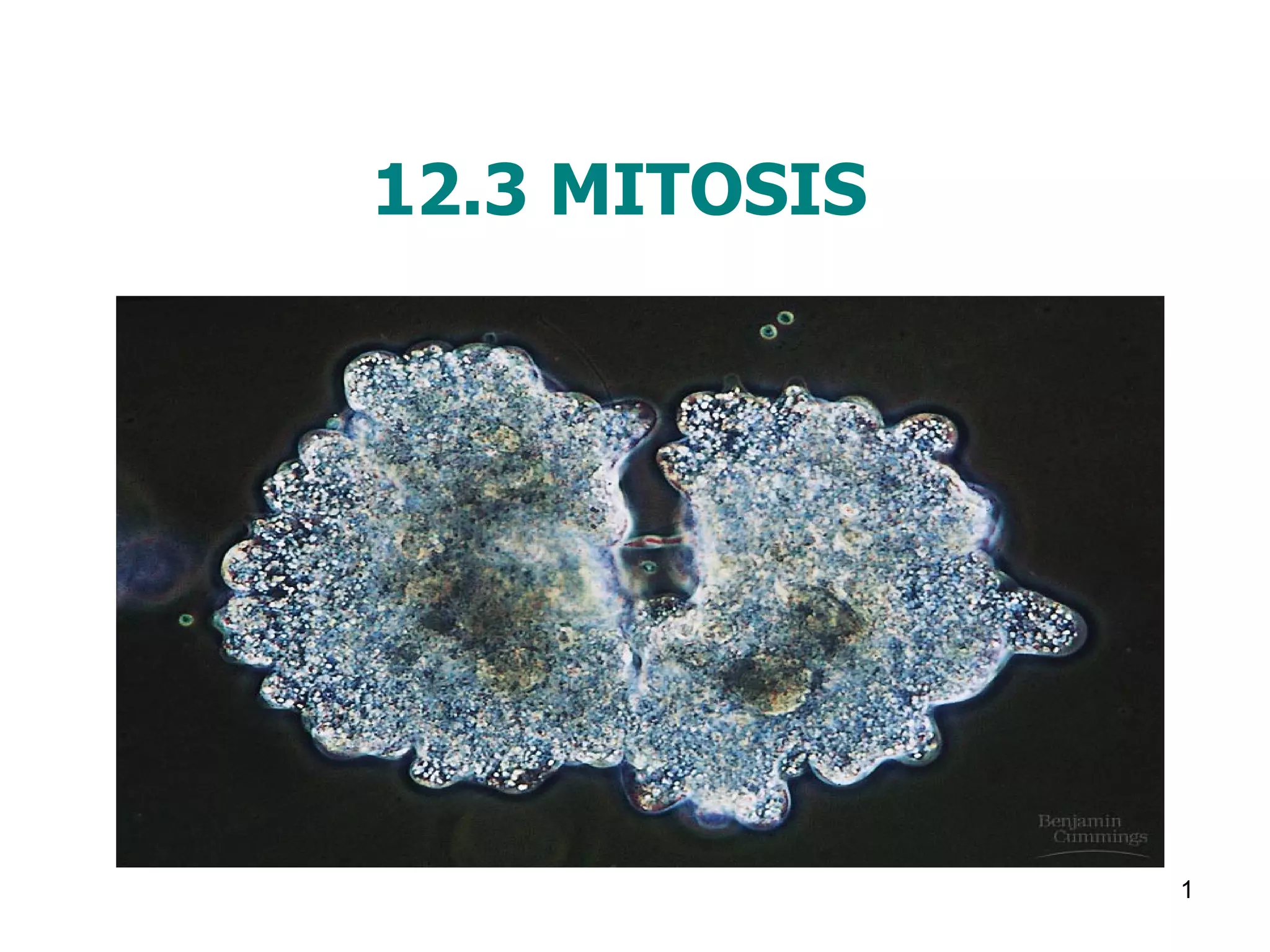 Lect 2 mitosis | PPT