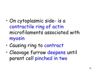 Lect 2 mitosis | PPT