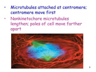 Lect 2 mitosis | PPT