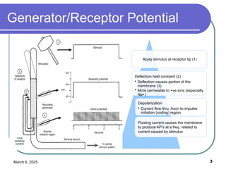 LECT 2 NEUROPHYSIOLOGY details of the brain | PPT