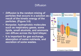 Lect 3 cell level | PPT