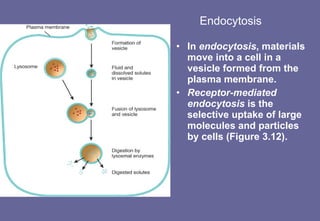 Lect 3 cell level | PPT