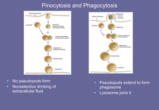 Lect 3 cell level | PPT