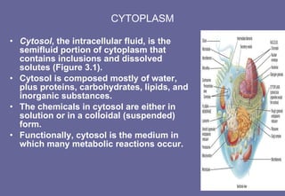 Lect 3 cell level | PPT