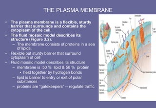 Lect 3 cell level | PPT