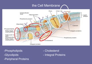 Lect 3 cell level | PPT