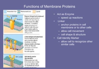 Lect 3 cell level | PPT