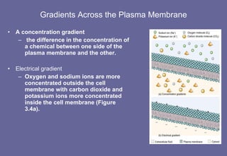 Lect 3 cell level | PPT