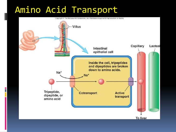 Amino Acids Are Primarily Transported Into The Enterocyte As at Zane Morrison blog