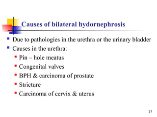 lec urethral strictures & hydronephrosis | PPT