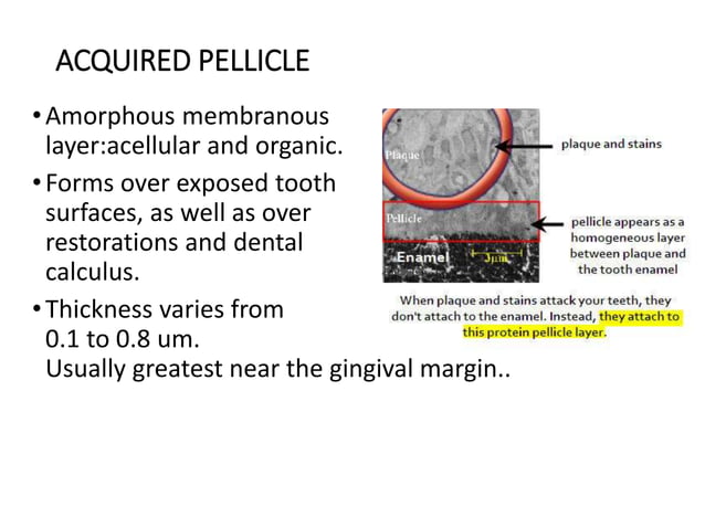 LECT 3 DENTAL PLAQUE DEFINITION AND AETIOLOGY .pptx