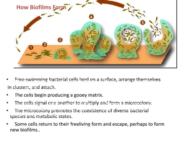 LECT 3 DENTAL PLAQUE DEFINITION AND AETIOLOGY .pptx