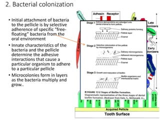 LECT 3 DENTAL PLAQUE DEFINITION AND AETIOLOGY .pptx