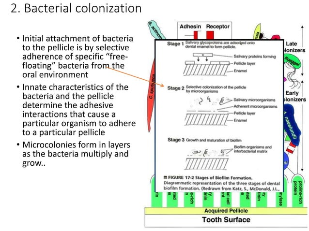 LECT 3 DENTAL PLAQUE DEFINITION AND AETIOLOGY .pptx