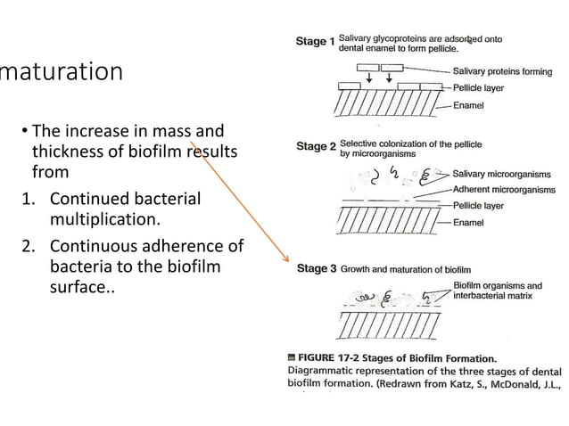 LECT 3 DENTAL PLAQUE DEFINITION AND AETIOLOGY .pptx