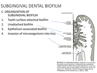 LECT 3 DENTAL PLAQUE DEFINITION AND AETIOLOGY .pptx