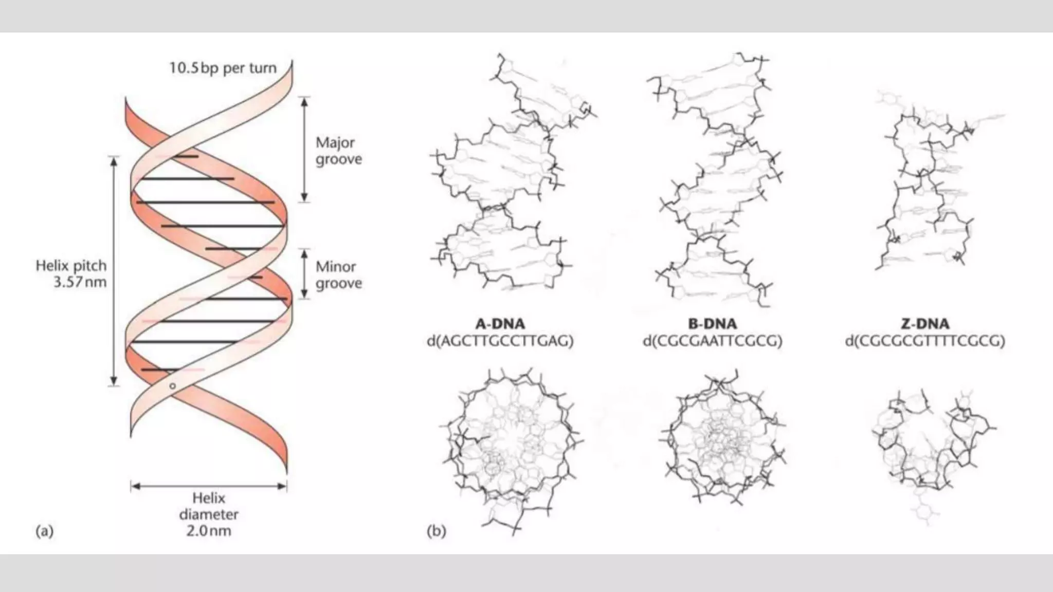 Lect_3_Forms_of_DNA.pptx