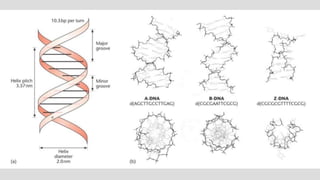 Lect_3_Forms_of_DNA.pptx