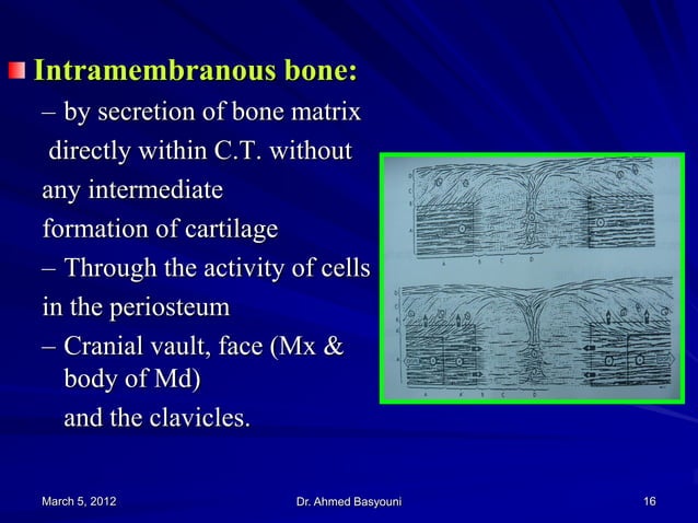 Growth and Development of Craniofacial Complex I | PDF | Bone and Joint ...