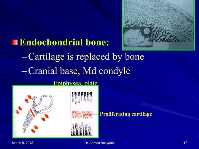 Growth and Development of Craniofacial Complex I | PDF | Bone and Joint ...