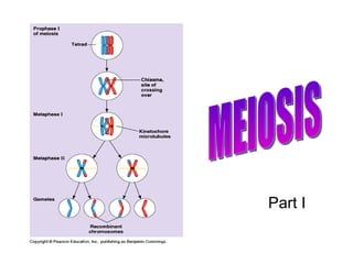 Meiosis 3