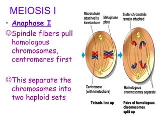 Meiosis 3