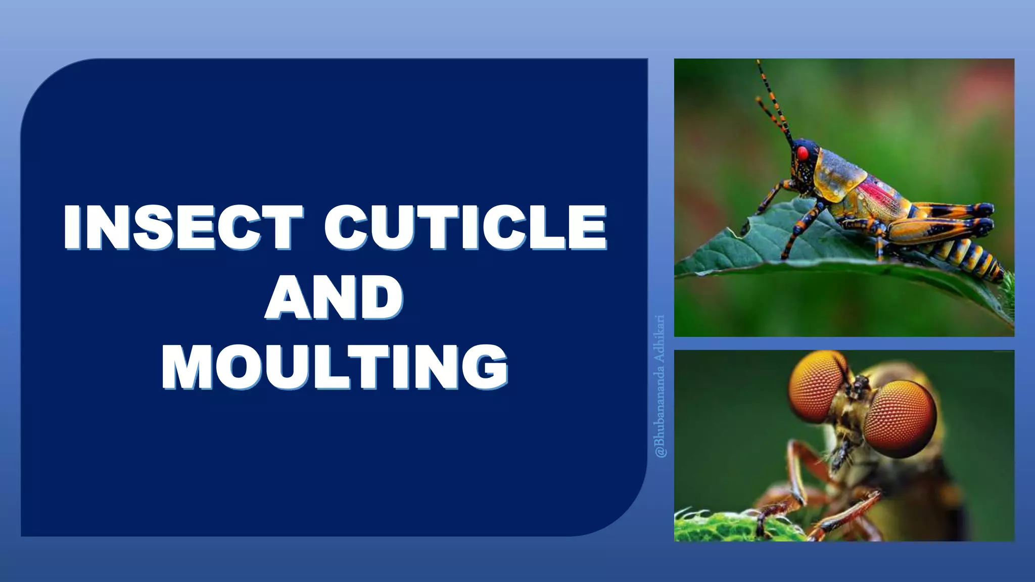 Insect Cuticle and Moulting | PPTX
